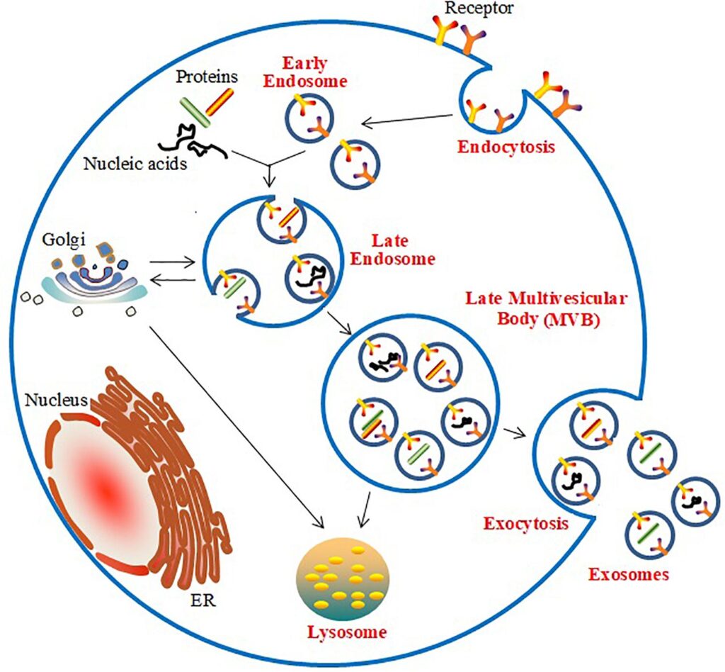 Exosomes - Cosmetic Procedures | Miami | Coral Gables | RDYMD